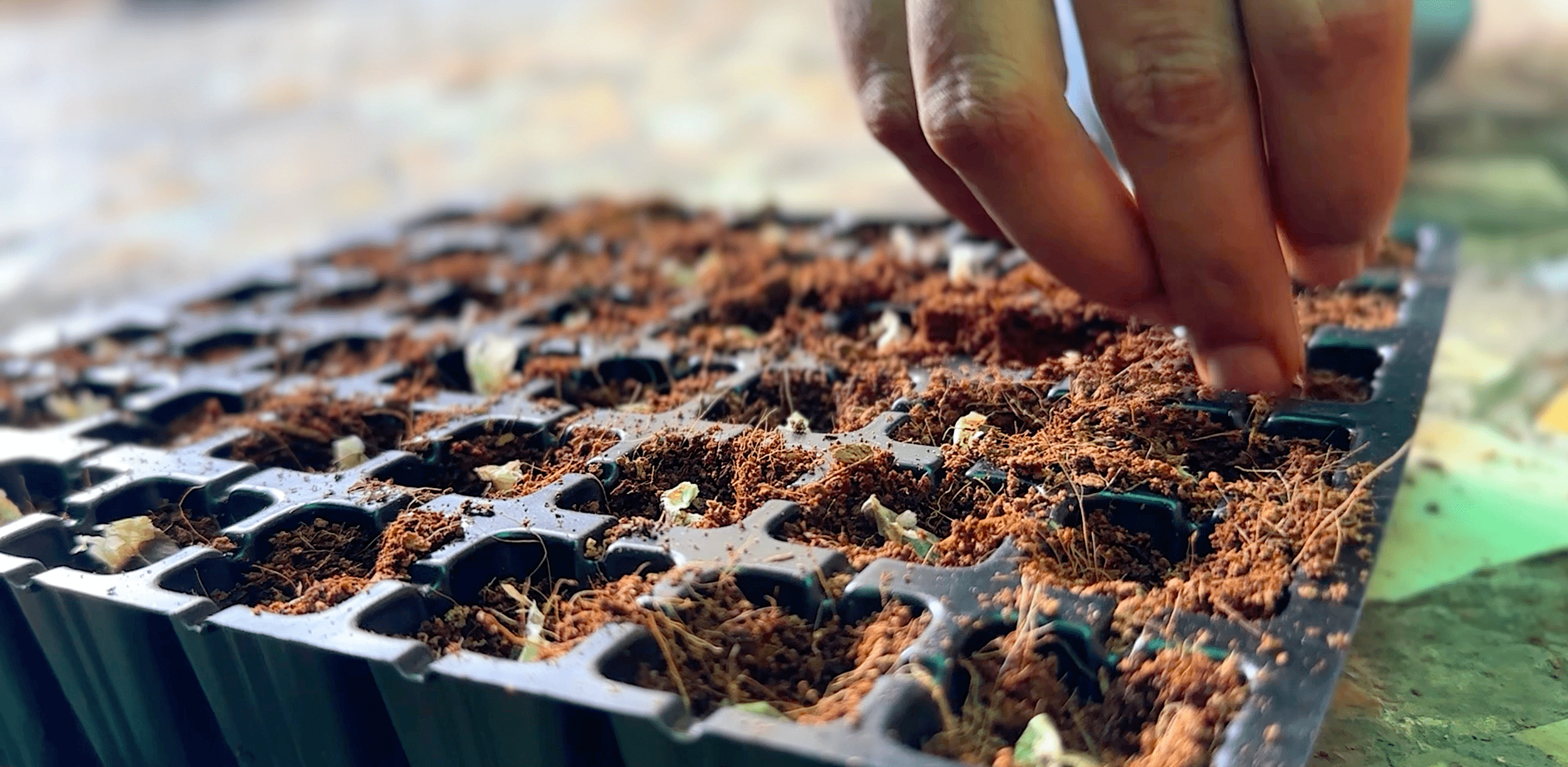 Seed Ball Campaign - Bhavyata Foundation